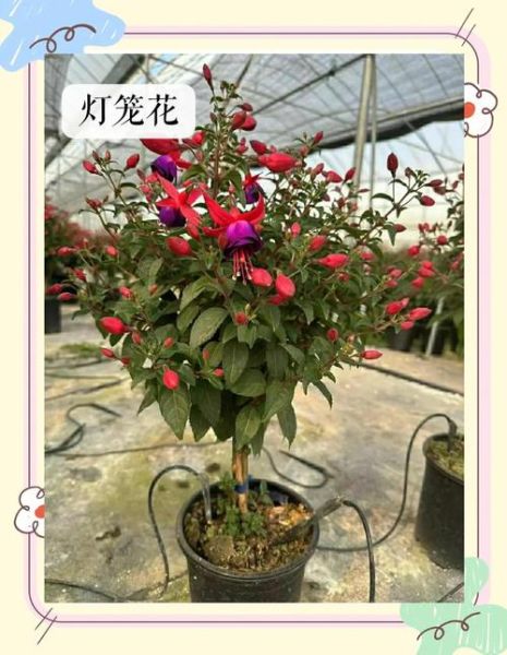 灯笼花图片_灯笼花怎么养-第1张图片-山城妙识