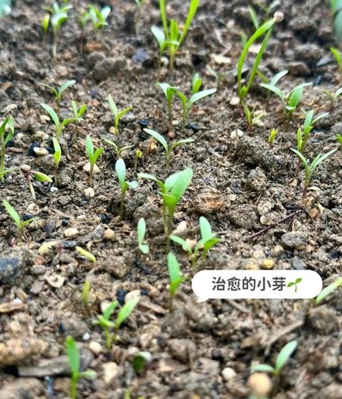 香菜种子不搓开几天能发芽_香菜种子多久发芽-第3张图片-山城妙识