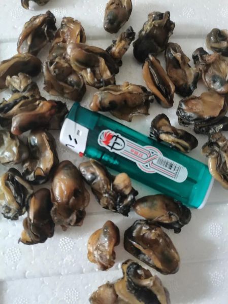 蚝豉有什么功效_蚝豉怎么吃最补肾-第1张图片-山城妙识