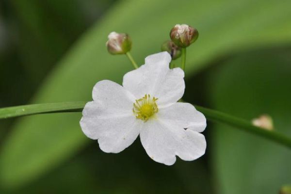 花姑子是什么动物_花姑子原型是哪种生物-第3张图片-山城妙识