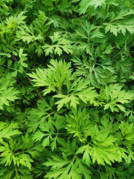 艾叶图片大全大图_艾草长什么样-第1张图片-山城妙识