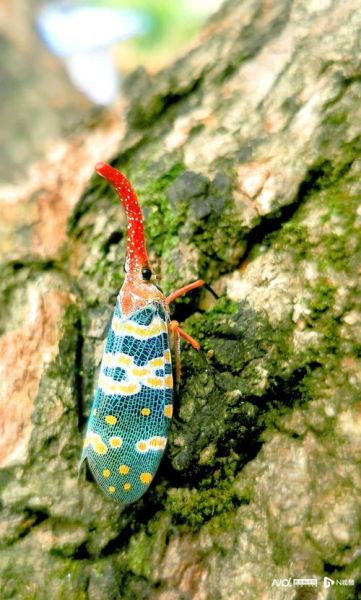 龙眼鸡有毒吗_龙眼鸡能不能吃-第3张图片-山城妙识