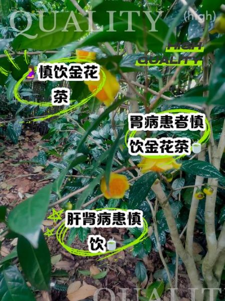 金花茶的功效与作用及禁忌_金花茶适合什么人喝-第1张图片-山城妙识