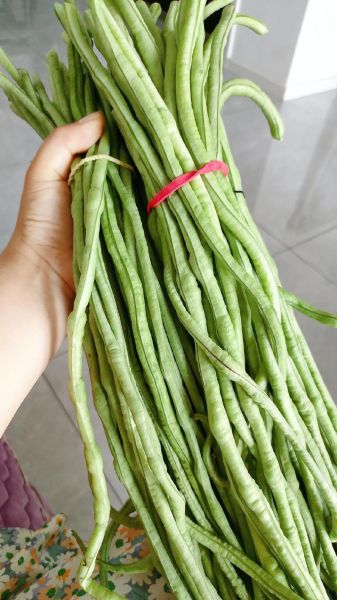 绿色蔬菜图片大全_有哪些常见品种-第3张图片-山城妙识