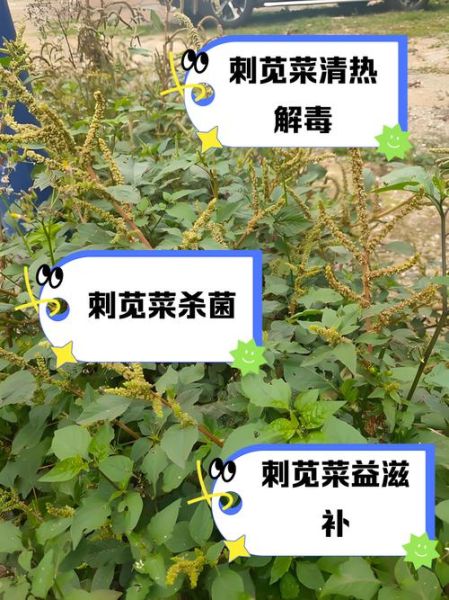 红刺苋的功效与禁忌_孕妇能吃吗-第3张图片-山城妙识