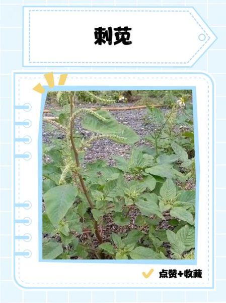 红刺苋的功效与禁忌_孕妇能吃吗-第1张图片-山城妙识