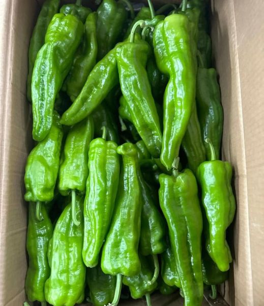 薄皮辣椒怎么挑选_薄皮辣椒辣不辣-第1张图片-山城妙识