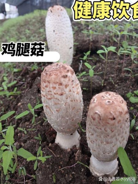 鸡腿菇与双孢菇生长条件相似吗_栽培环境对比-第1张图片-山城妙识