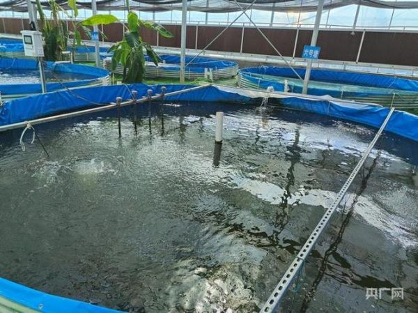 鱼菜共生系统大棚造价_多少钱一亩-第2张图片-山城妙识 鱼菜共生系统大棚造价_多少钱一亩-第2张图片-山城妙识