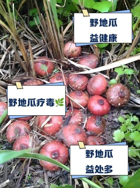 野生地瓜长什么样_野生地瓜能吃吗-第1张图片-山城妙识