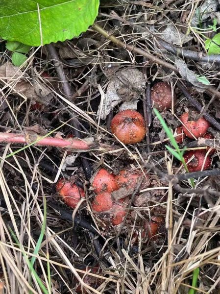 野生地瓜长什么样_野生地瓜能吃吗-第3张图片-山城妙识