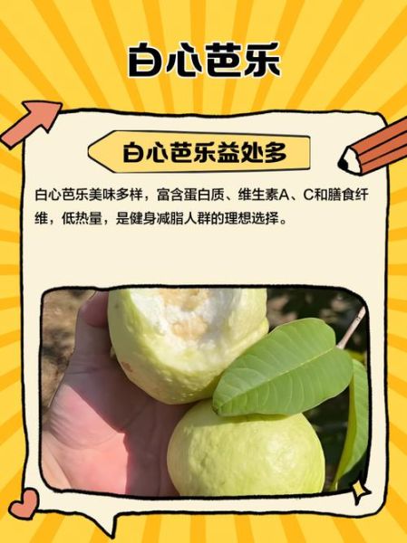 白心芭乐的功效与作用_白心芭乐怎么吃最好-第3张图片-山城妙识