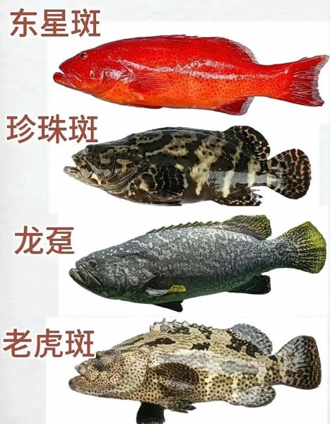 海鱼种类名字图片大全_如何快速识别常见海鱼-第2张图片-山城妙识 海鱼种类名字图片大全_如何快速识别常见海鱼-第2张图片-山城妙识