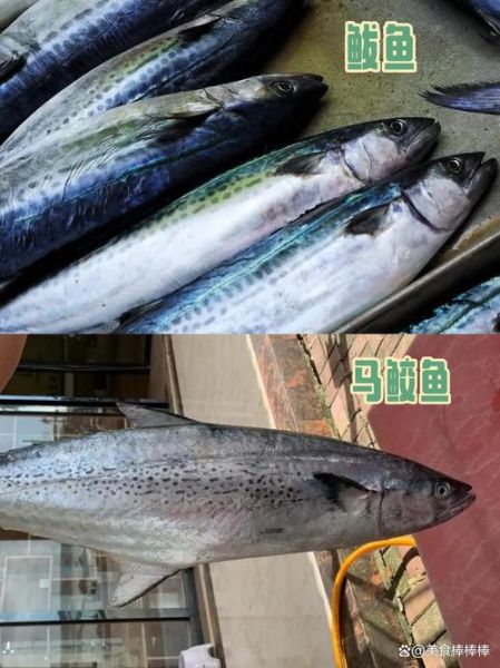 马鲛鱼和鲅鱼的区别_怎么区分马鲛鱼与鲅鱼-第2张图片-山城妙识