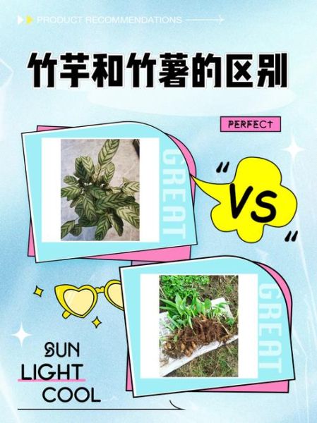 竹薯长什么样_竹薯和木薯的区别-第1张图片-山城妙识