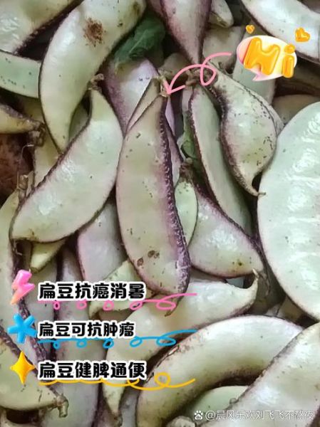 扁豆不能和什么一起吃_扁豆相克食物有哪些-第3张图片-山城妙识
