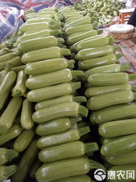 西葫芦又叫什么瓜_西葫芦别名有哪些-第3张图片-山城妙识