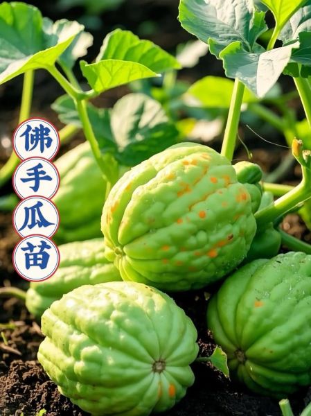 佛手瓜能活几年_一棵佛手瓜寿命多久-第2张图片-山城妙识