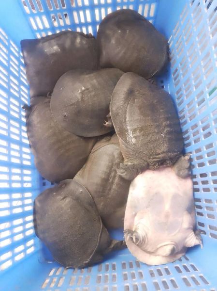 甲鱼蛋白质含量高吗_甲鱼蛋白质多少克-第1张图片-山城妙识