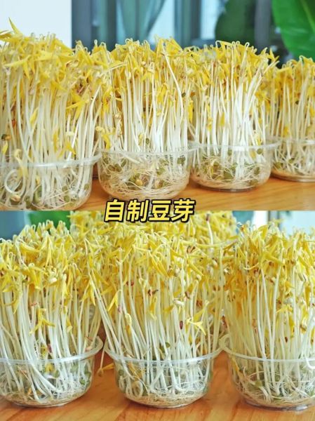 在家发黄豆芽的方法_黄豆芽怎么发最快-第3张图片-山城妙识