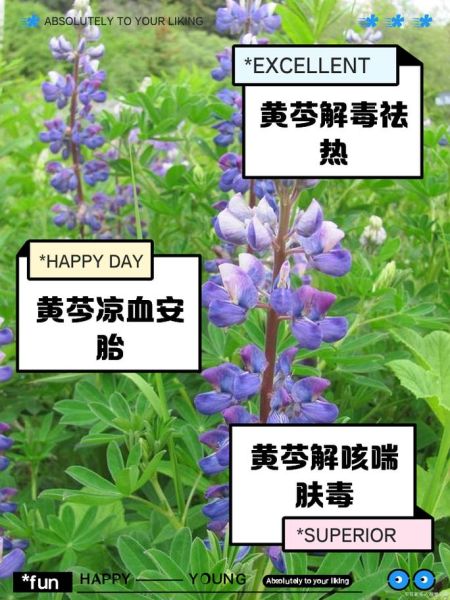 黄芩的功效与作用有哪些_黄芩主治什么病-第1张图片-山城妙识