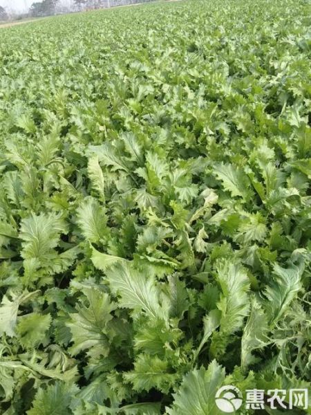 雪里红是芥菜吗_雪里红和芥菜的区别-第1张图片-山城妙识