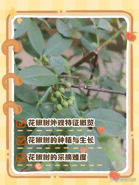 花椒树几年结果_如何缩短挂果周期-第1张图片-山城妙识