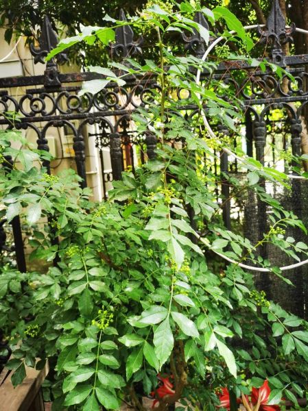 花椒树几年结果_如何缩短挂果周期-第3张图片-山城妙识