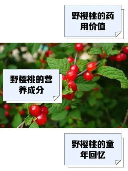 野樱桃能吃吗_野樱桃有毒吗-第1张图片-山城妙识 野樱桃能吃吗_野樱桃有毒吗-第1张图片-山城妙识