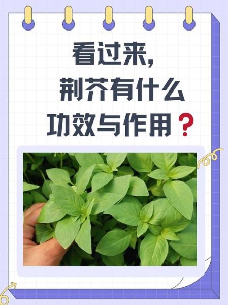 荆芥的功效与作用_荆芥的禁忌症有哪些-第1张图片-山城妙识