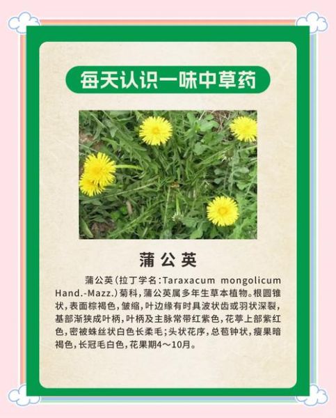 蒲公英的功效与作用_蒲公英泡水喝有什么禁忌-第1张图片-山城妙识