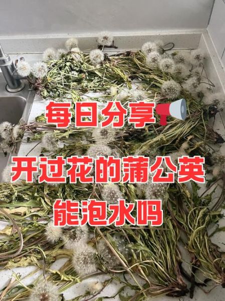 蒲公英的功效与作用_蒲公英泡水喝有什么禁忌-第2张图片-山城妙识