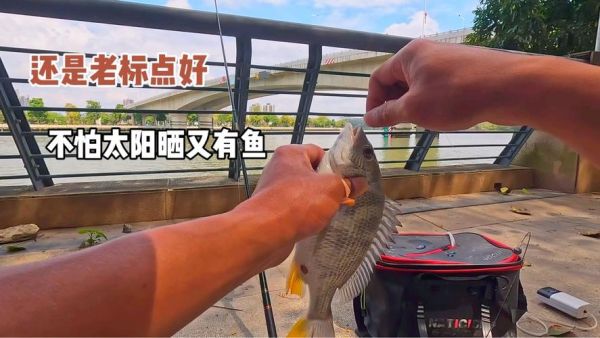 腊鱼怎么钓_腊鱼钓法技巧-第3张图片-山城妙识