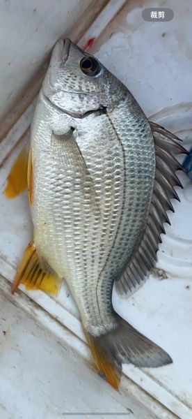 腊鱼怎么钓_腊鱼钓法技巧-第1张图片-山城妙识