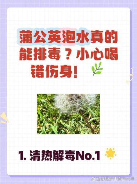 蒲公英的功效与作用_蒲公英泡水喝有什么禁忌-第3张图片-山城妙识