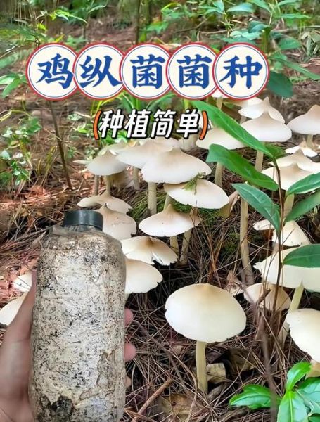 鸡枞菌怎么种植_鸡枞菌种植技术-第3张图片-山城妙识