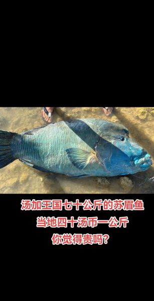 苏眉鱼多少钱一斤_苏眉鱼价格行情-第1张图片-山城妙识