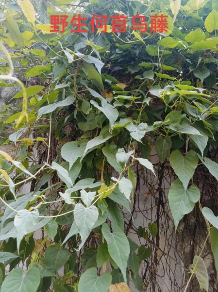 野生何首乌多少钱一斤_如何辨别真假野生何首乌-第2张图片-山城妙识
