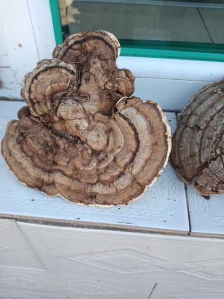 树舌灵芝6000一斤值不值_树舌灵芝价格为什么这么高-第2张图片-山城妙识