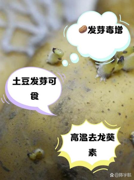 马铃薯发芽能吃吗_马铃薯发芽有毒吗-第1张图片-山城妙识
