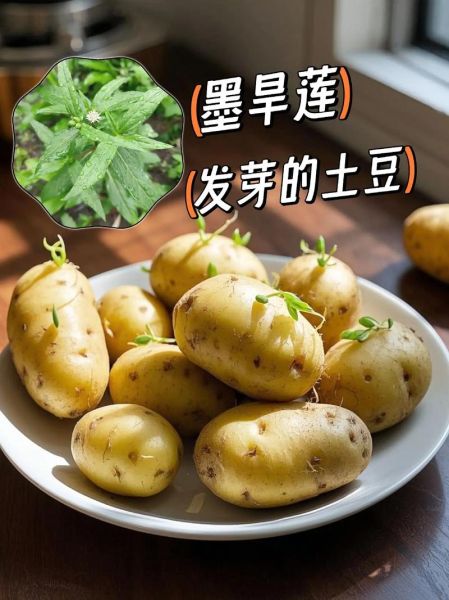 马铃薯发芽能吃吗_马铃薯发芽有毒吗-第2张图片-山城妙识