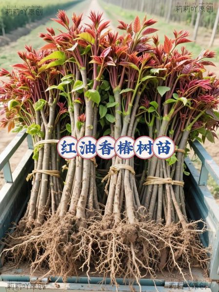 香椿种植前景怎么样_一亩地能赚多少钱-第2张图片-山城妙识