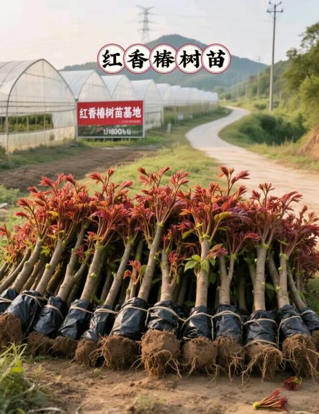 香椿种植前景怎么样_一亩地能赚多少钱-第1张图片-山城妙识