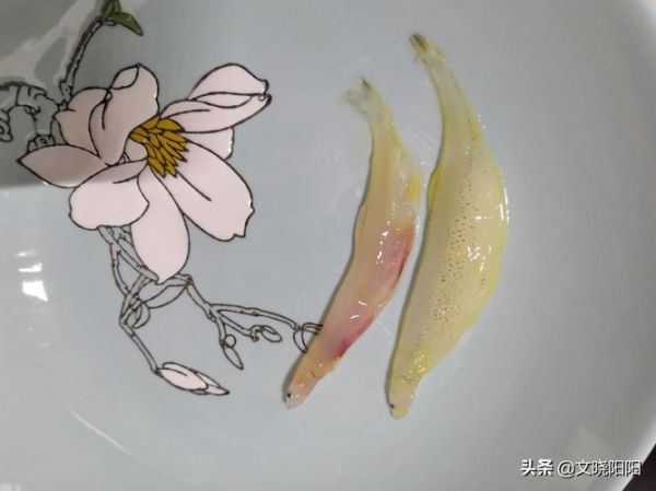 面条鱼内脏怎么处理_内脏清理技巧-第2张图片-山城妙识