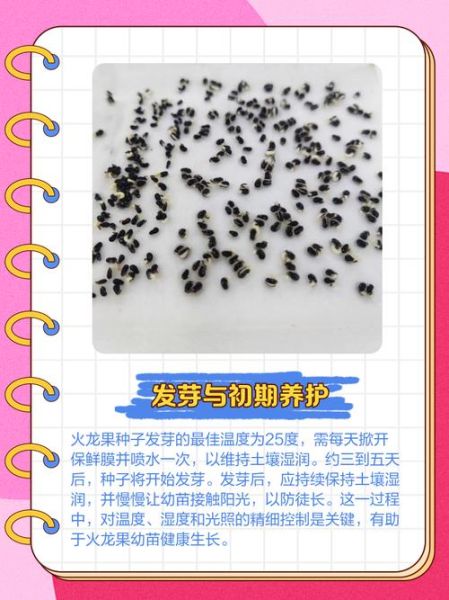 火龙果苗怎么种_火龙果盆栽多久结果-第3张图片-山城妙识