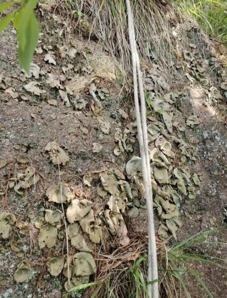 岩耳多少钱一斤_岩耳价格为什么差别大-第1张图片-山城妙识