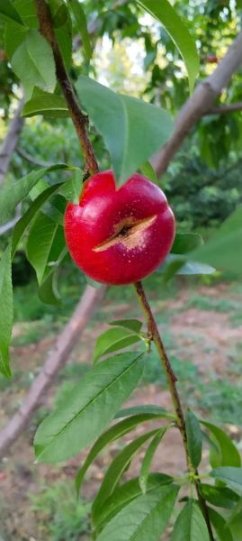 蟠桃怎么保存_蟠桃几月份成熟-第3张图片-山城妙识