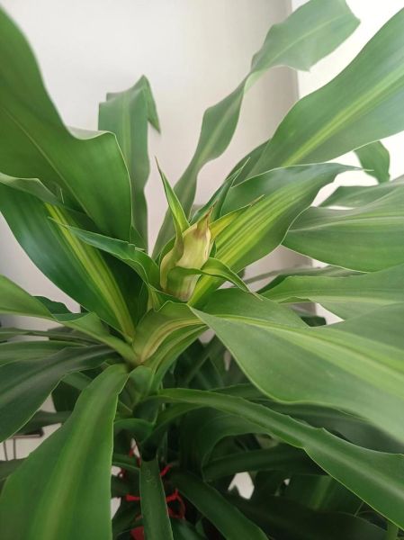 巴西木开花图片_巴西木多久开花一次-第1张图片-山城妙识