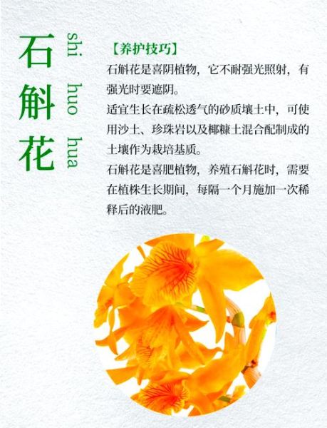 金钗石斛花有什么功效_金钗石斛花怎么吃效果最好-第1张图片-山城妙识 金钗石斛花有什么功效_金钗石斛花怎么吃效果最好-第1张图片-山城妙识