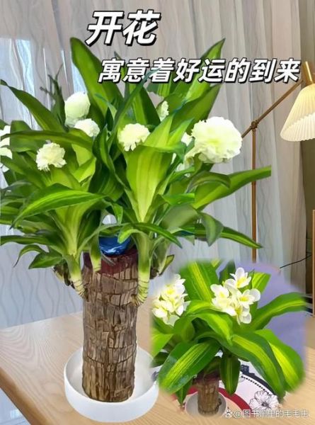 巴西木开花图片_巴西木多久开花一次-第3张图片-山城妙识